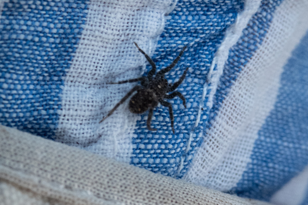 Typical Spiders from Douglas VIC 3409, Australia on November 20, 2023 ...