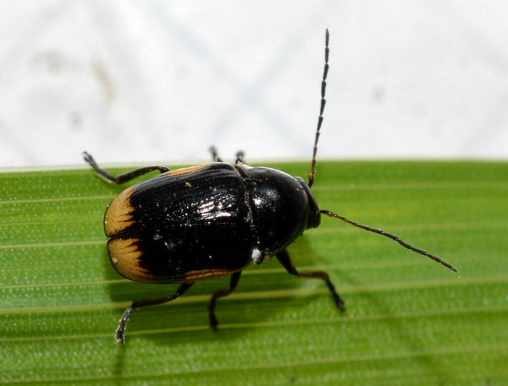hypericum pot beetle from Mainz, Deutschland on May 25, 2023 at 06:50 ...