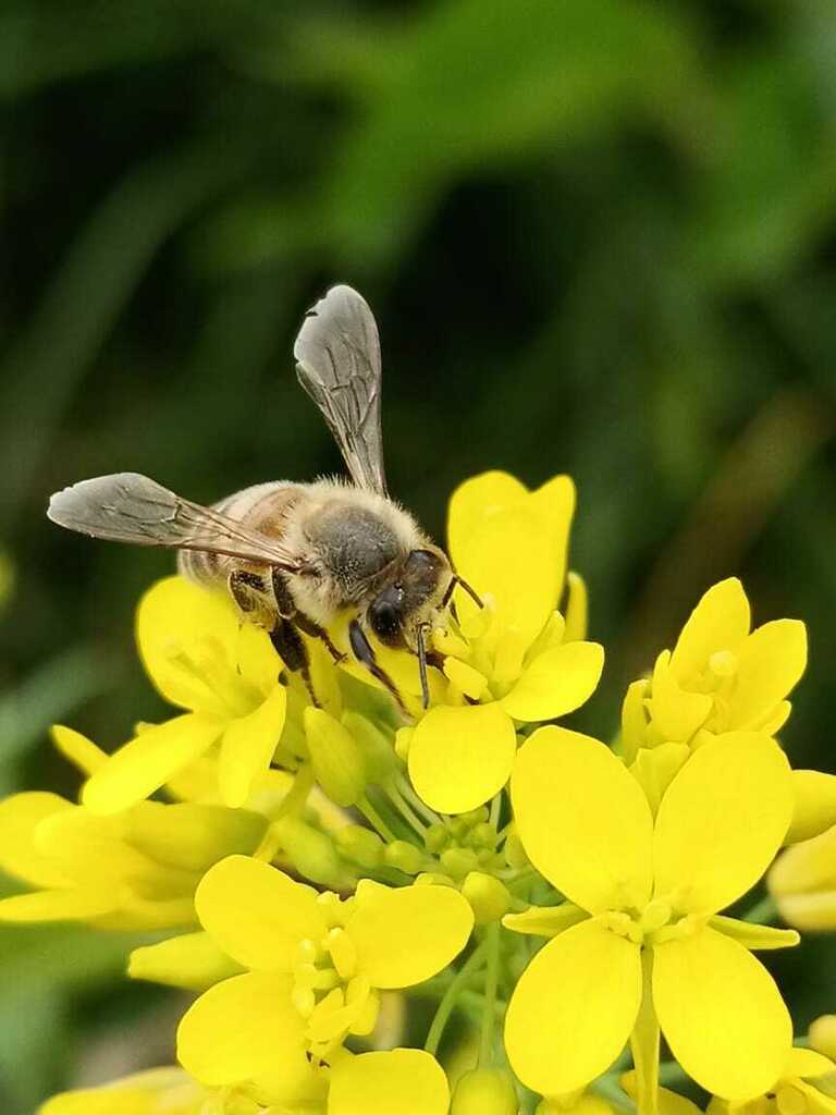 Western Honey Bee from Ibarra, Ecuador on December 9, 2023 at 10:58 AM ...
