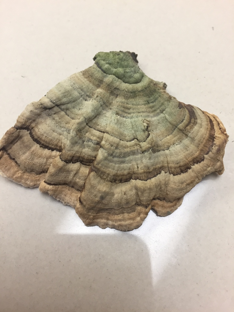 Stereum from 67322, Santiago, NL, MX on April 3, 2019 at 12:13 PM by ...