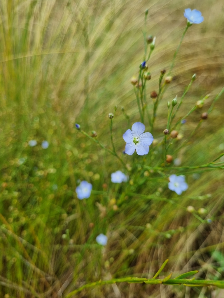 Australian Flax in December 2023 by Rachel Devlin · iNaturalist