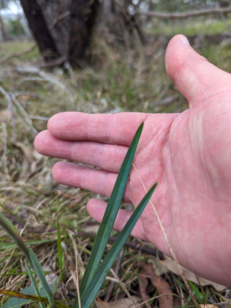 matted flax-lily from Macleod VIC 3085, Australia on December 11, 2023 ...
