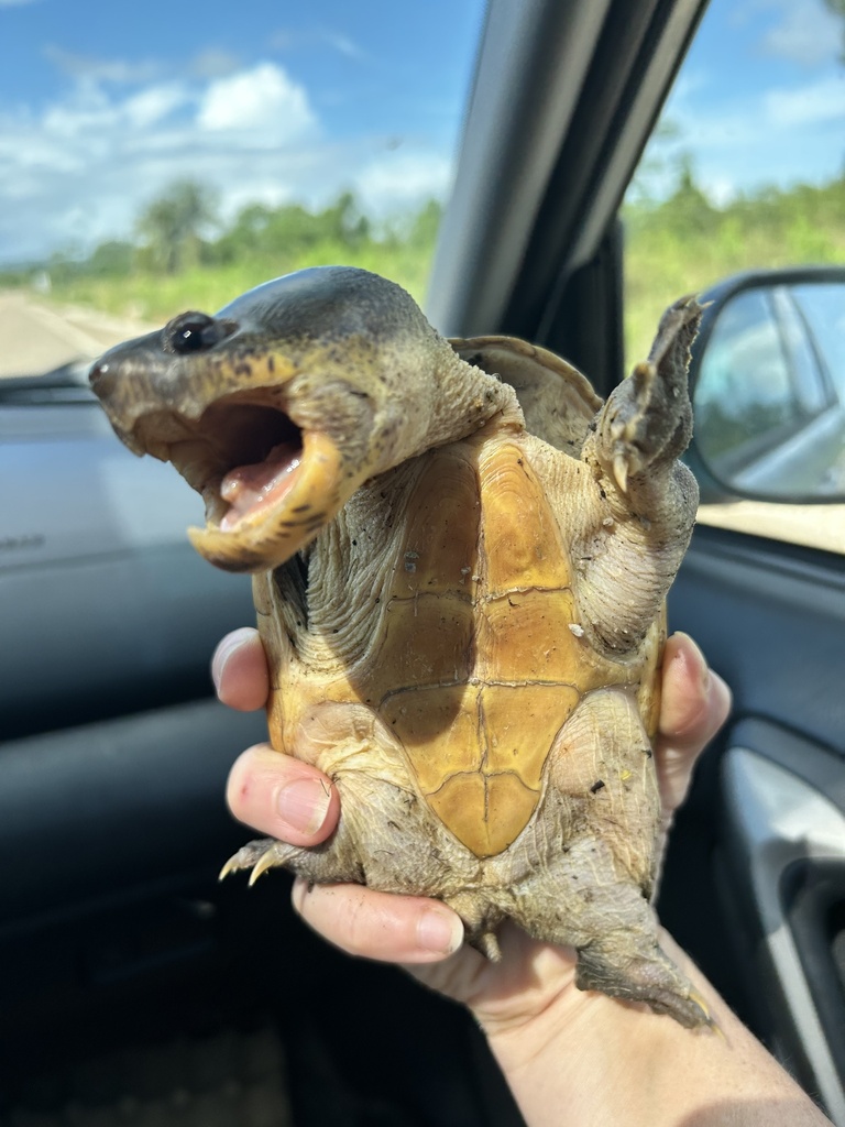 Narrow-bridged Musk Turtle in December 2023 by vkilburn81 · iNaturalist
