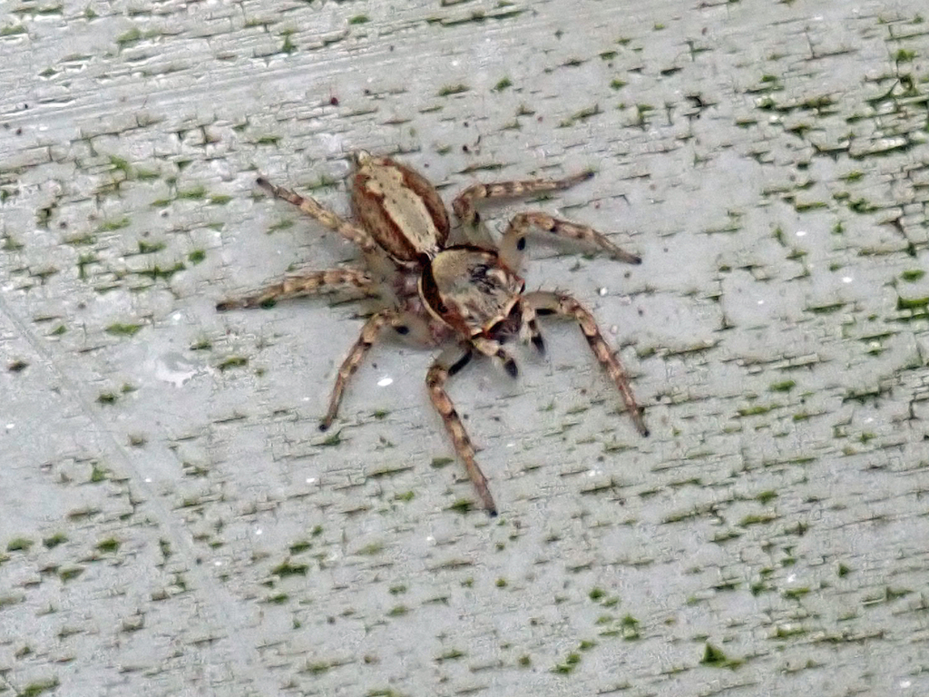 Typical Jumping Spiders from 6798, Christmas Island on November 18 ...