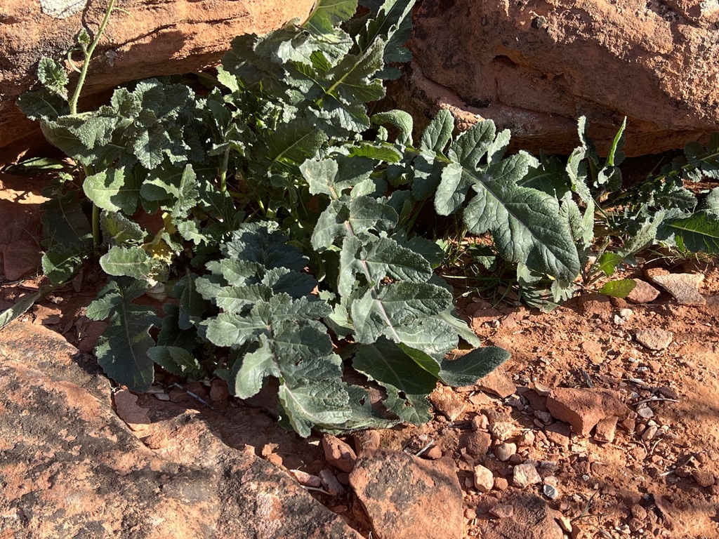 Saharan Mustard from T-Bone Trail, St. George, UT, US on December 6 ...