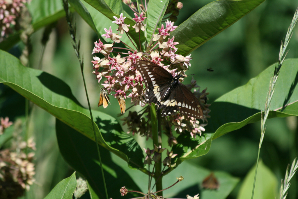 Black Swallowtail from West Haven, VT 05743, USA on July 16, 2007 at 10 ...