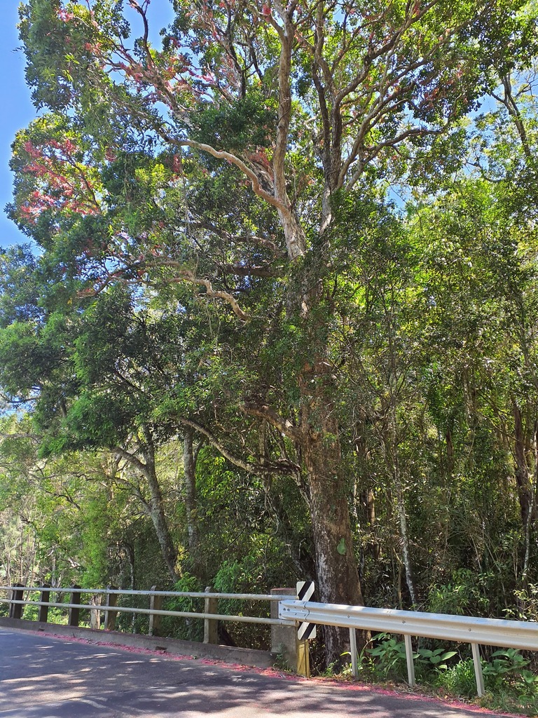 Coolamon Tree from Main Arm NSW 2482, Australia on December 6, 2023 at ...