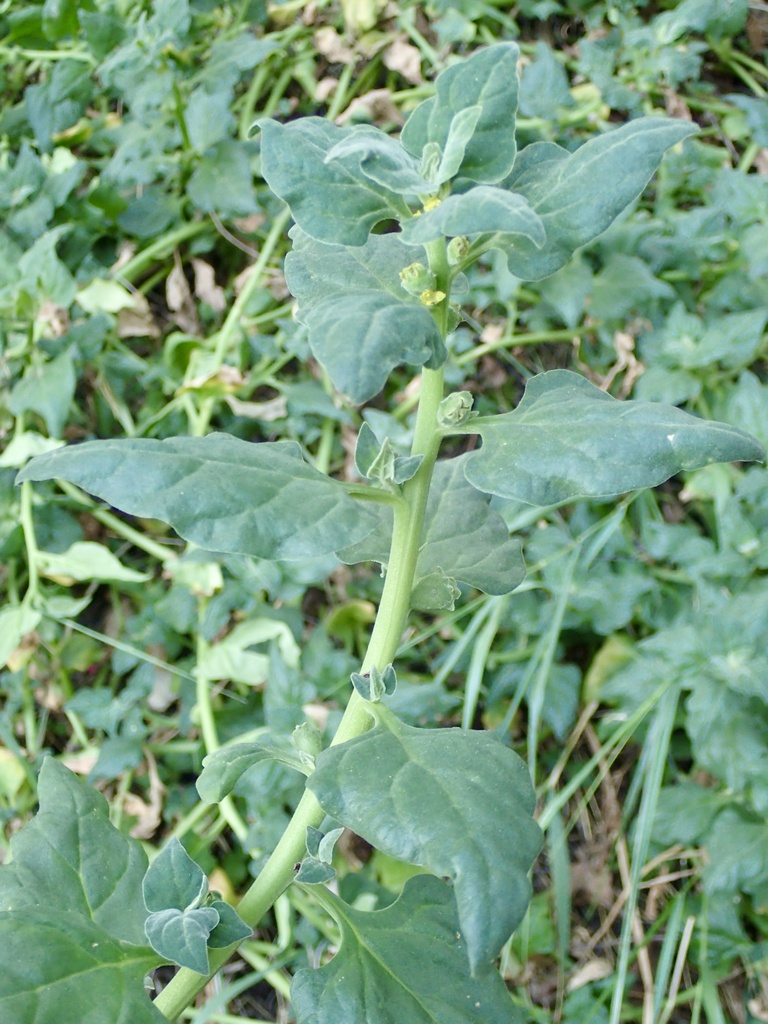 New Zealand Spinach from S Miraleste Dr, Rancho Palos Verdes, CA, US on ...