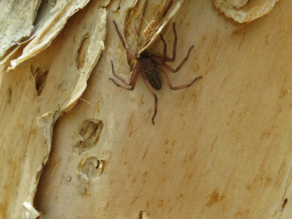 Flattened Bark Spider from Brisbane QLD, Australia on December 11, 2023 ...