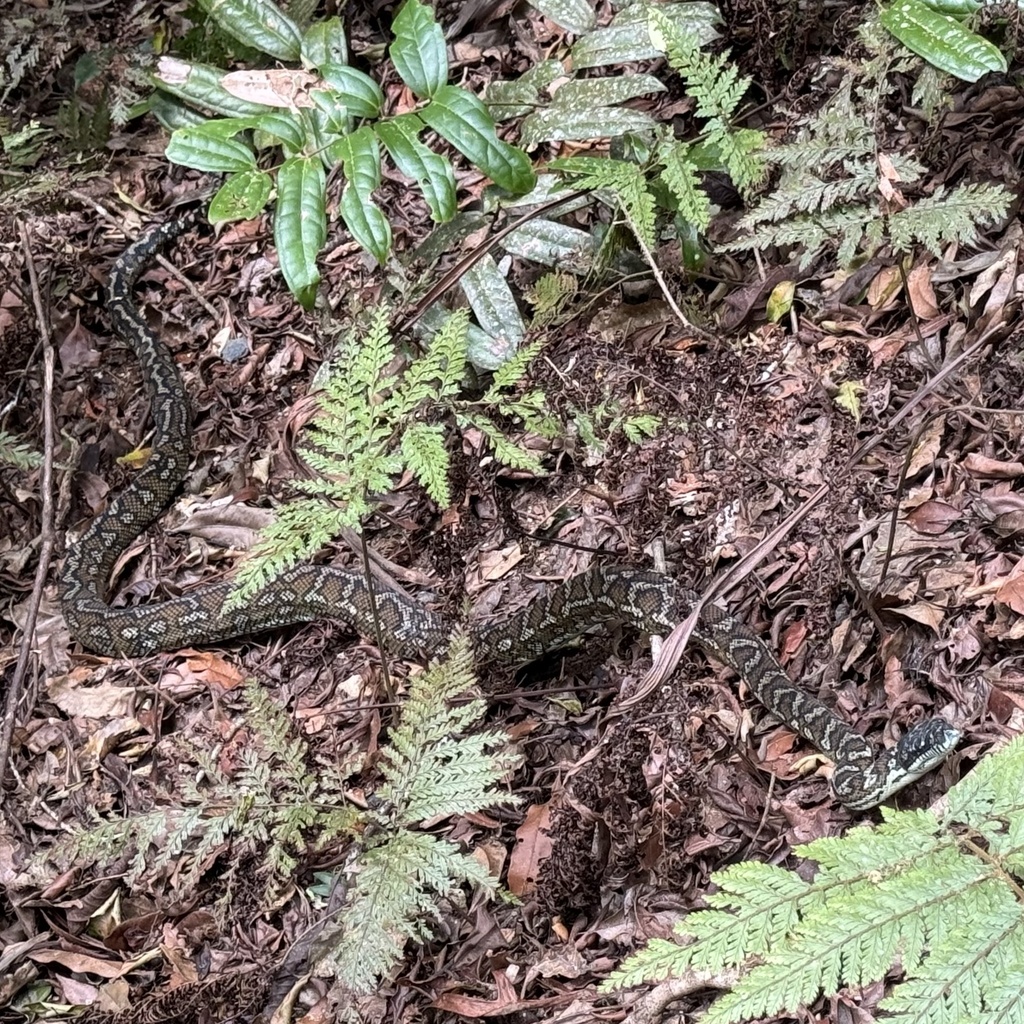 Coastal Carpet Python in December 2023 by Sockrosma · iNaturalist
