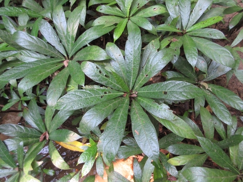 Ficus squamosa · iNaturalist