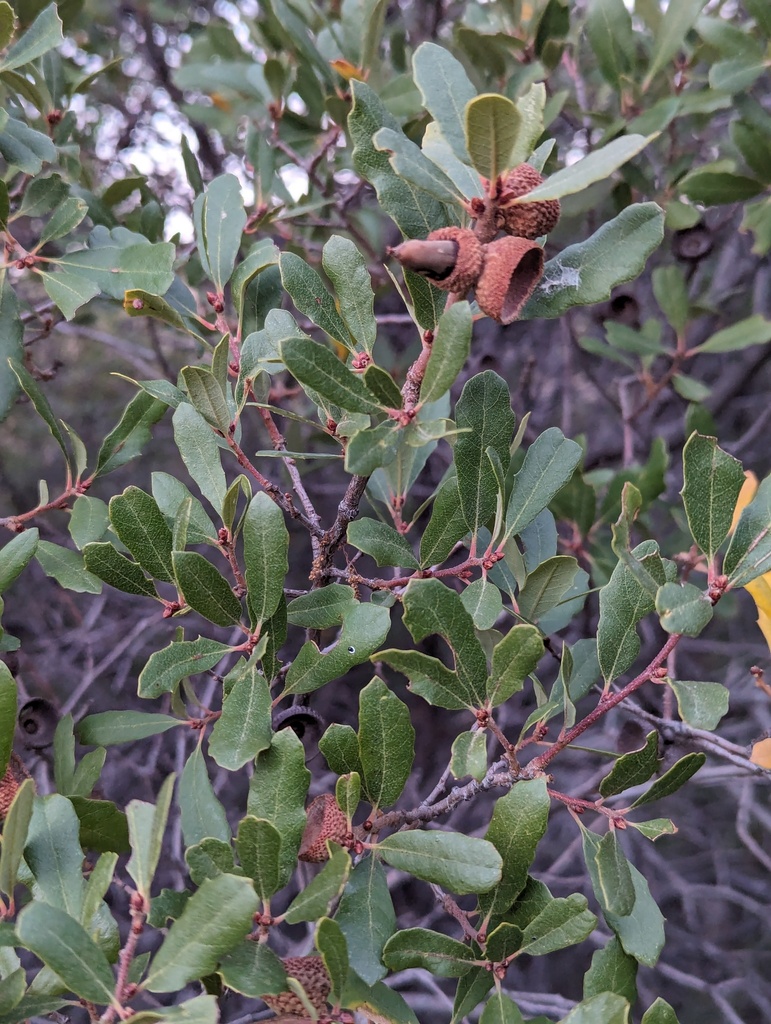 Torrey's Hybrid Oak from San Diego County, CA, USA on December 9, 2023 ...
