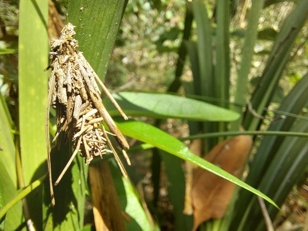 Bagworm Moths from Brisbane QLD, Australia on December 11, 2023 at 08: ...