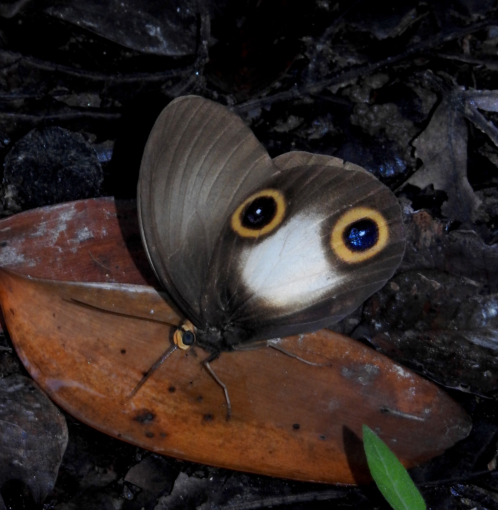 Taenaris catops Westwood