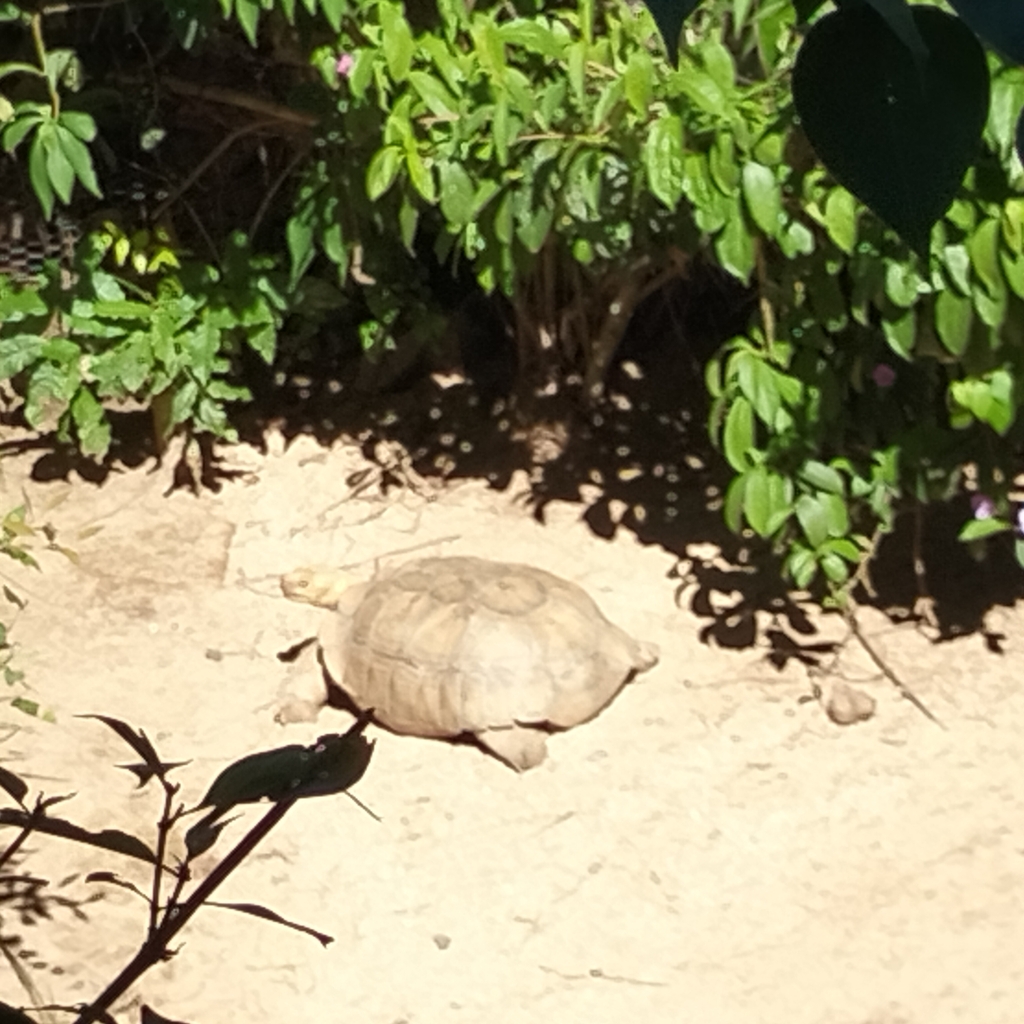 Tortoises from 48425 Jal., México on December 9, 2023 at 01:53 PM by ...