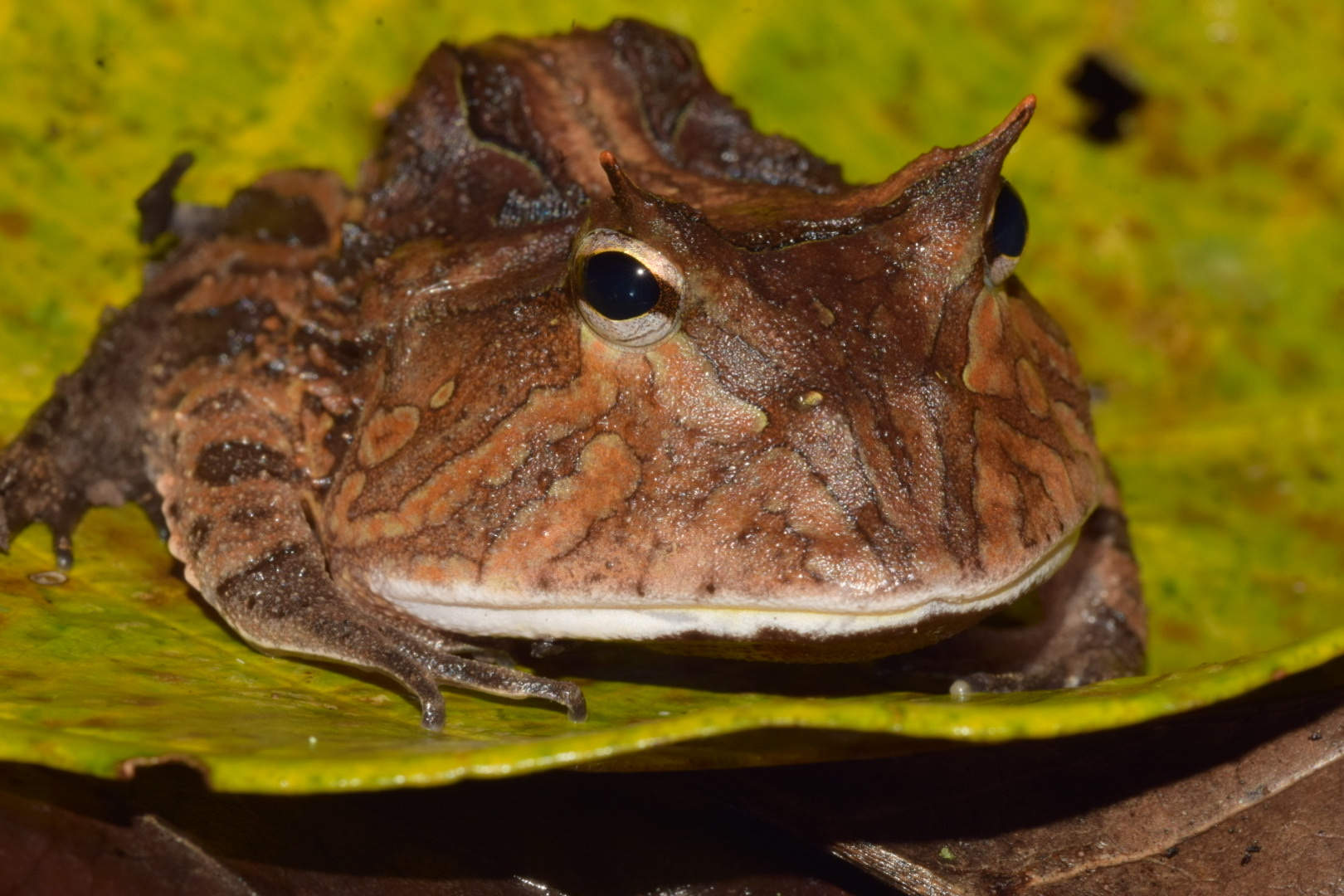 Imagen De La Rana Cornuda Del Amazonas Reaparece En Ecuador Una Rana