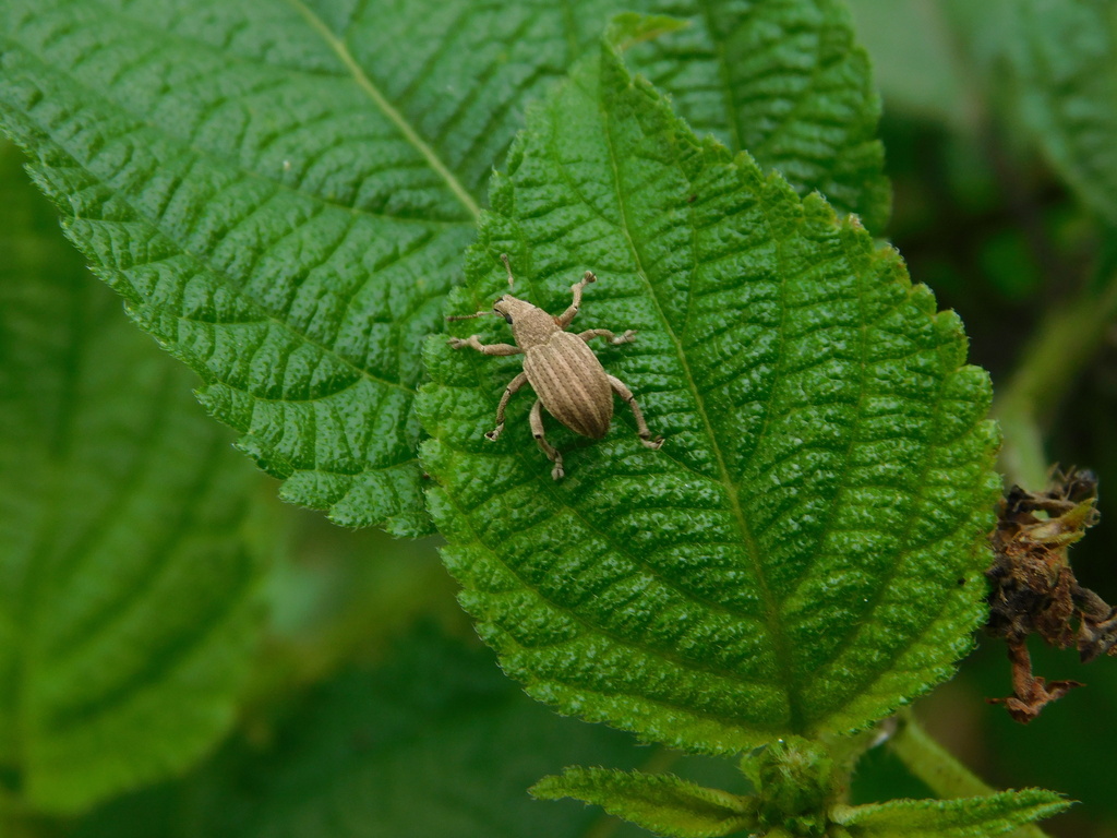 Broad-nosed Weevils from Cisarua, West Bandung Regency, West Java ...