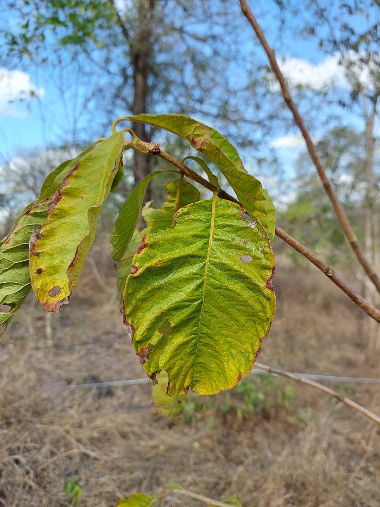 lowveld honeysuckle-tree from Gorongosa National Park, Gorongosa ...