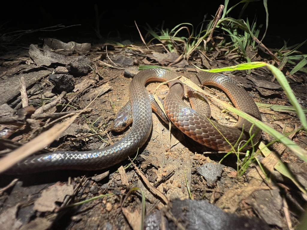 Northern Small-eyed Snake from Litchfield National Park, Litchfield ...