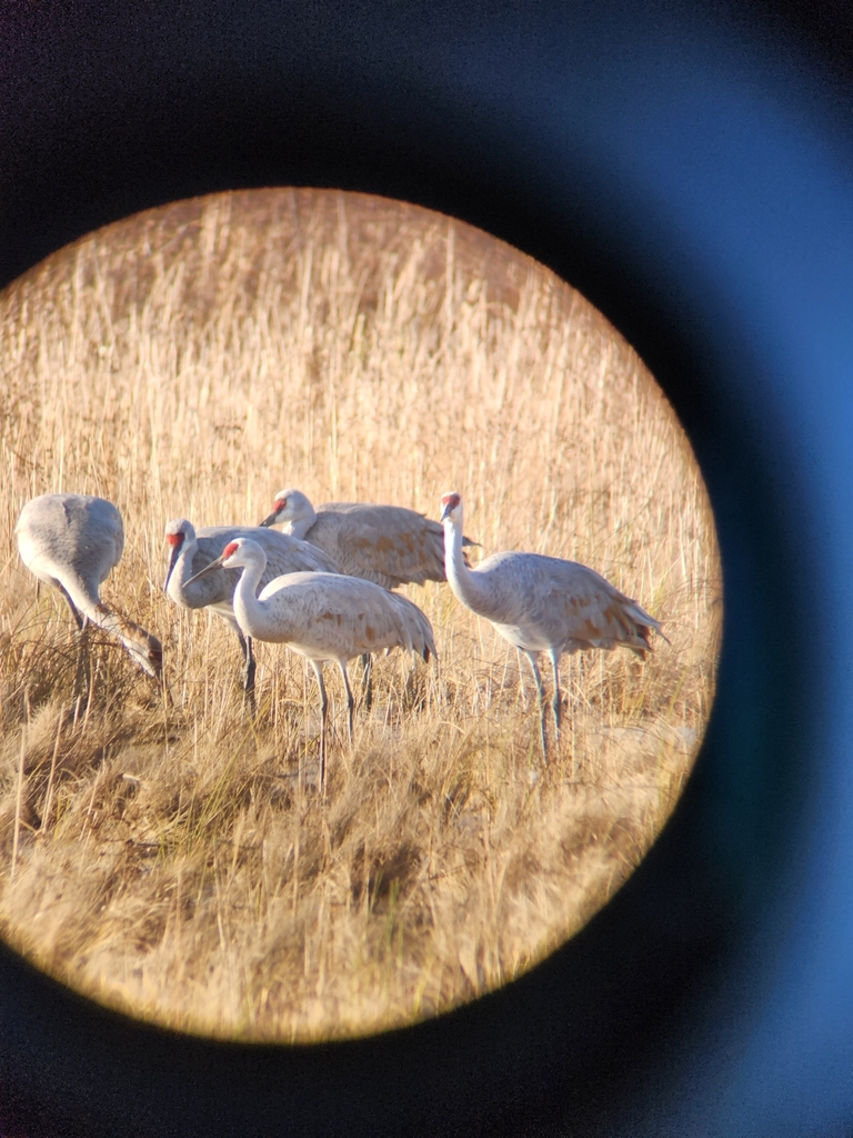 Sandhill Crane from Tyre, NY, USA on November 26, 2023 at 02:32 PM by ...
