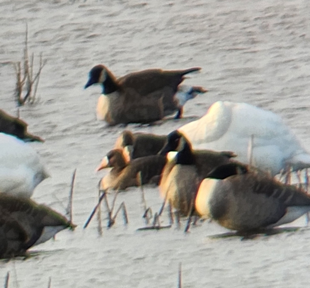 Greater White-fronted Goose from Tyre, NY, USA on November 26, 2023 at ...