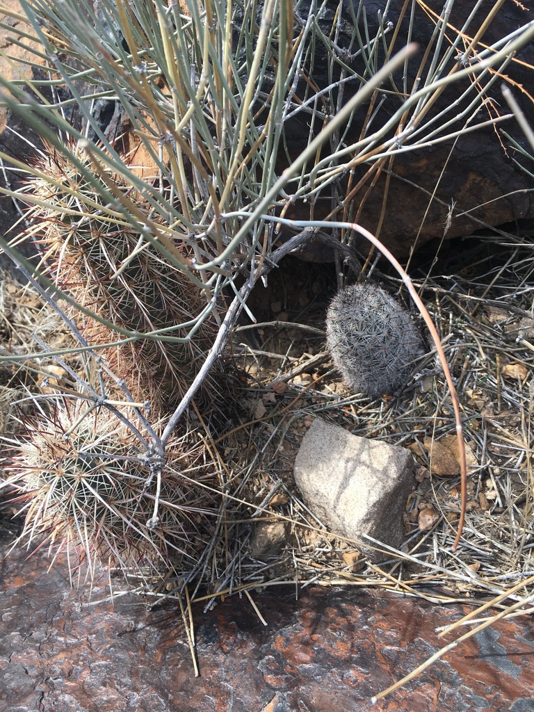 Common Fishhook Cactus in December 2023 by thelightworker. With E ...