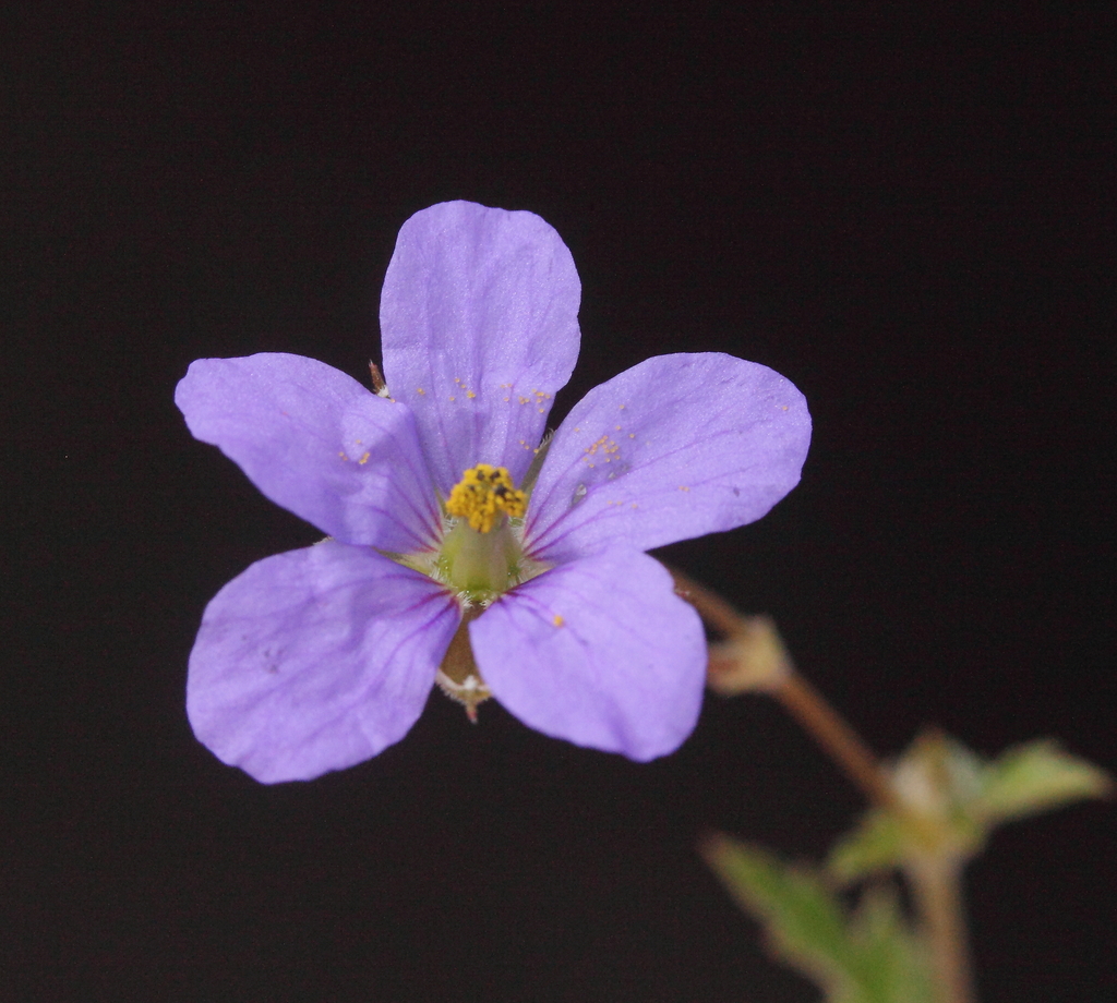 Western Stork's-bill from Eurardy WA 6532, Australia on August 26, 2021 ...