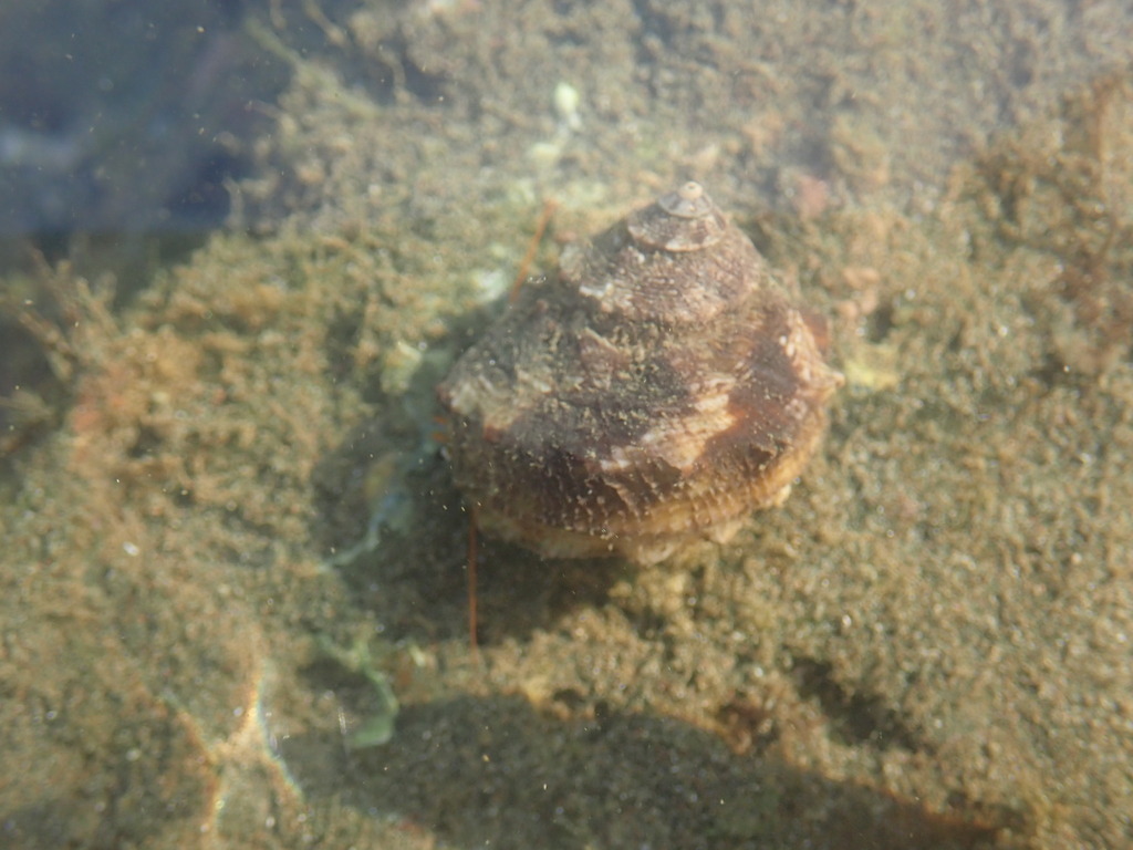 Turbo saxosus from palo seco rockpools, Panama on December 10, 2023 at ...