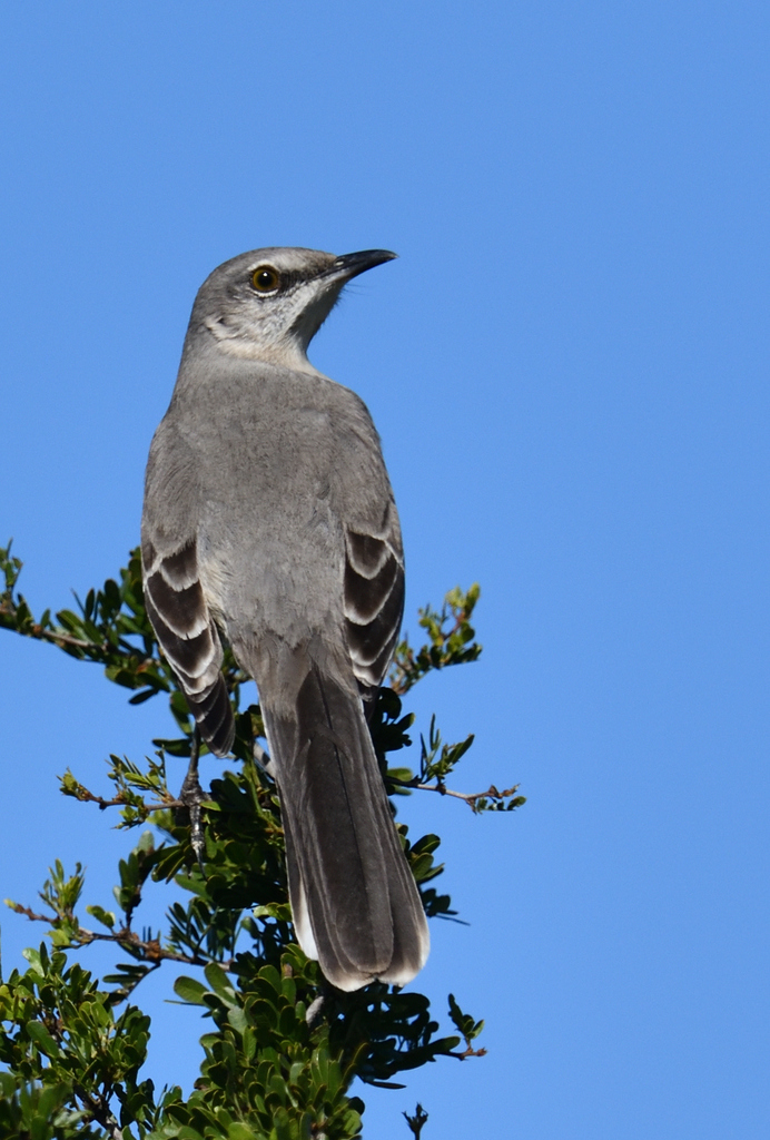 Northern Mockingbird from Bustamante, N.L., México on December 8, 2023 ...
