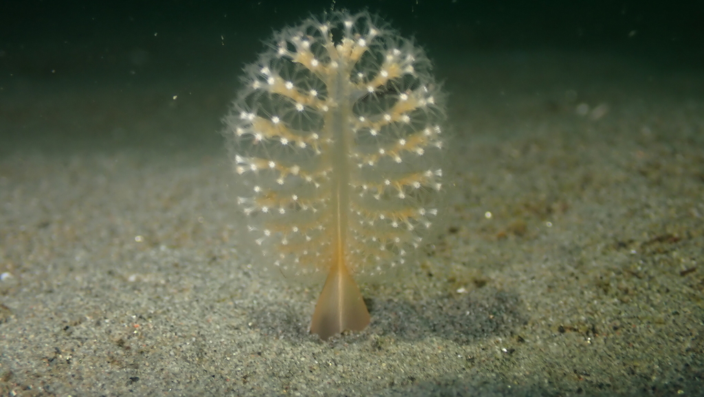 Orange Sea Pen from Seattle, WA, USA on December 10, 2023 at 10:26 AM ...