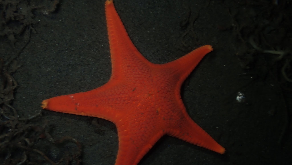 Vermilion Star from Seattle, WA, USA on December 10, 2023 at 10:45 AM ...