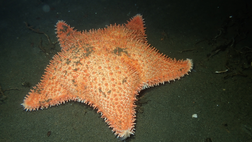 Trojan Star from Seattle, WA, USA on December 10, 2023 at 10:52 AM by ...