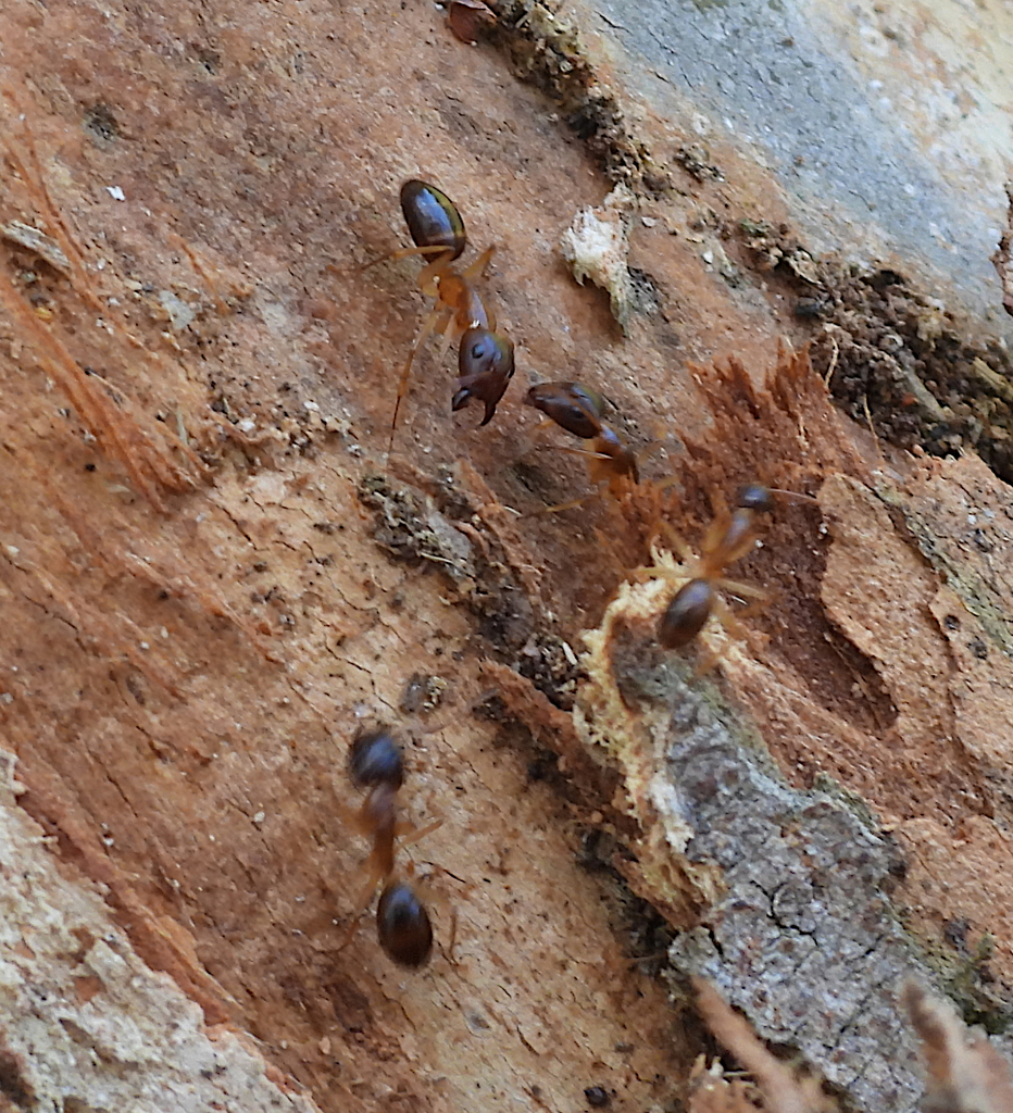 Carpenter Ants, Typical Sugar Ants and Allies from 4th Lagoon Deagon ...