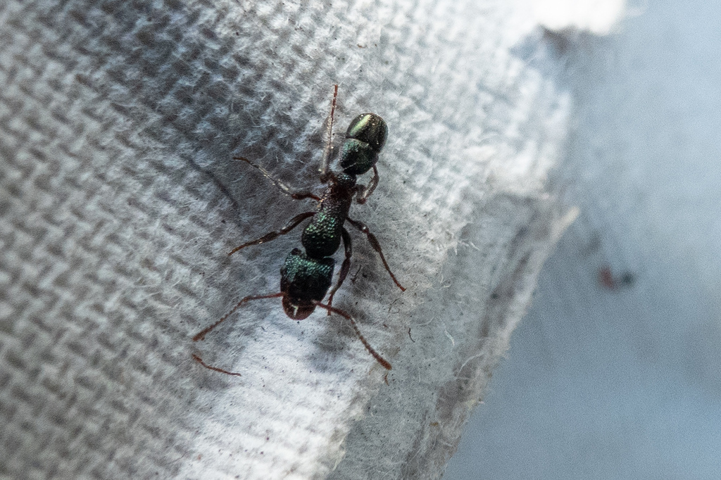 Green-head Ant from Douglas VIC 3409, Australia on November 21, 2023 at ...