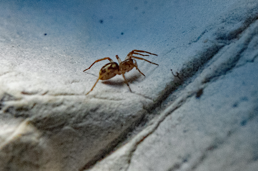 Spiders from Douglas VIC 3409, Australia on November 21, 2023 at 06:59 ...
