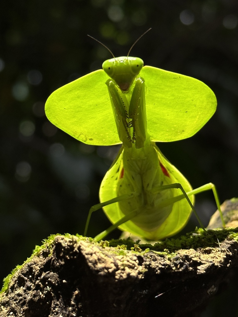 Peruvian Shield Mantis in December 2023 by shigui_huang · iNaturalist