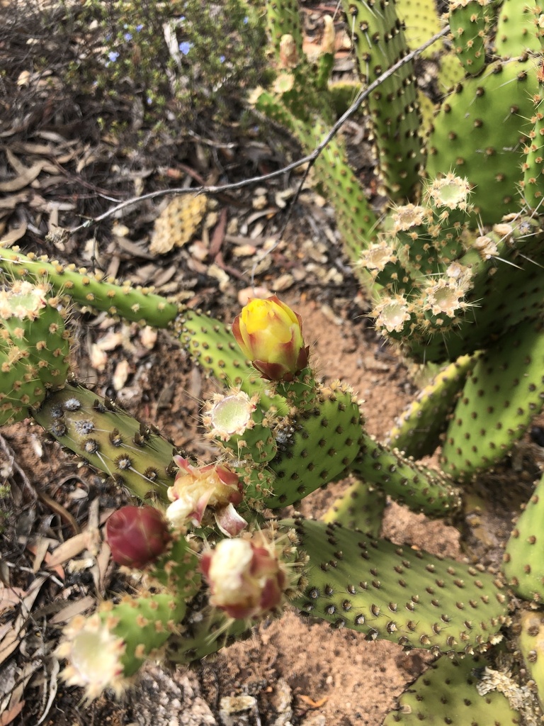 Opuntia puberula from Lincoln Highway, Middleback Range, SA, AU on ...
