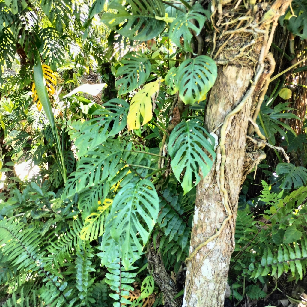 Piña anona desde Lázaro Cárdenas, 48330 Puerto Vallarta, Jal., México ...