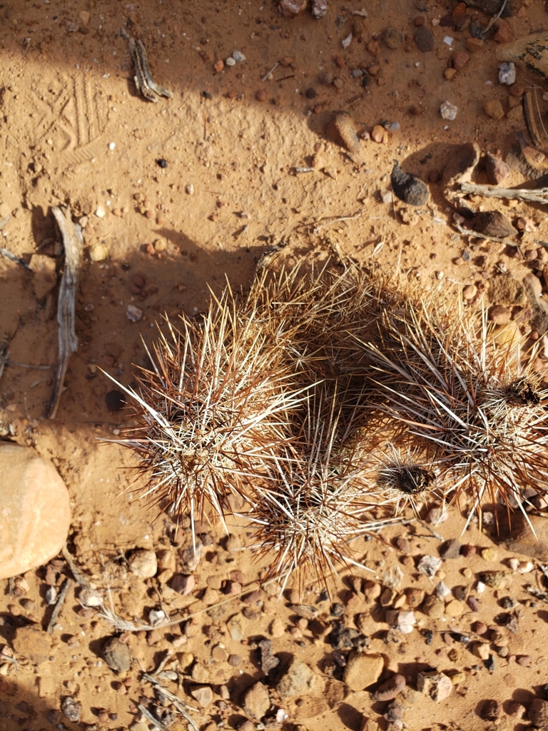 Echinocereus engelmannii engelmannii from Mountain Springs, NV 89161 ...