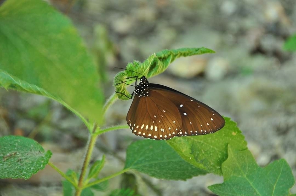 Blue-spotted Crow Butterfly from 香港山頂 on December 10, 2023 by ystar ...