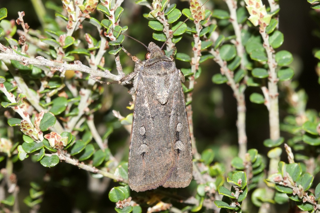 Bogong Moth from Pretty Valley Hut & Camping Area, Pretty Valley Rd ...