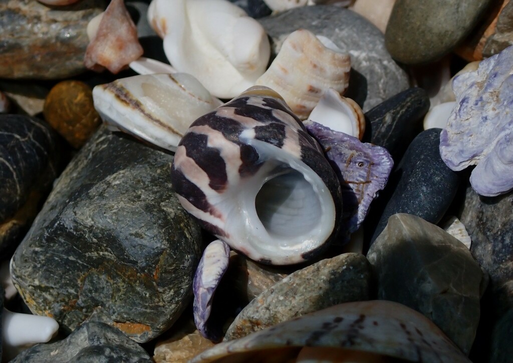 Zebra Top Snail from Coffs Harbour NSW, Australia on December 11, 2023 ...