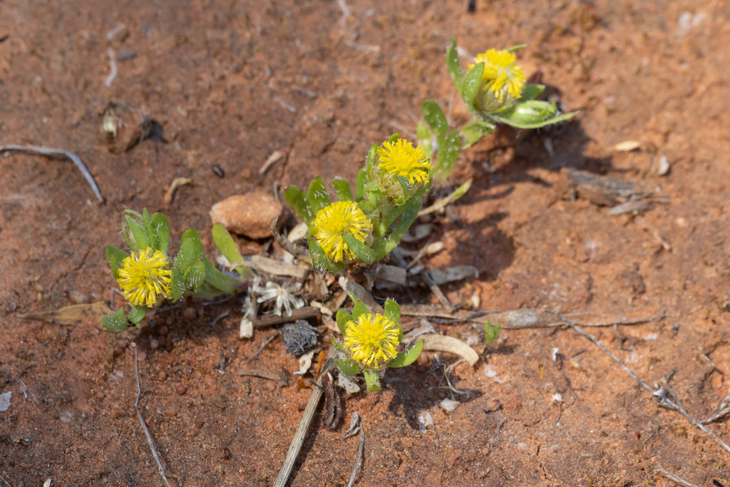 Common Sunray from Wilmington SA 5485, Australia on October 18, 2023 at ...