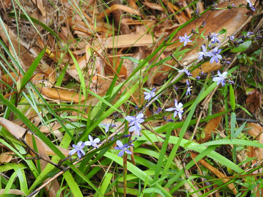 Khahla Capeblue from Edward Dr, Chelmsfordville, Gillitts, 3610, South ...