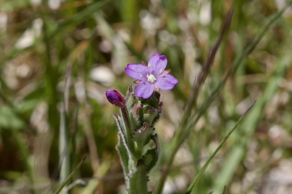 willowherbs from Pretty Valley Hut & Camping Area, Pretty Valley Rd ...