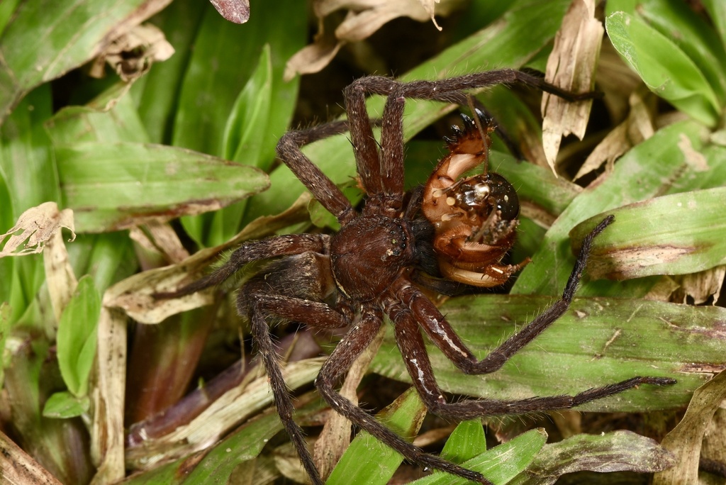Pantropical Huntsman Spider in December 2023 by 桃子 · iNaturalist