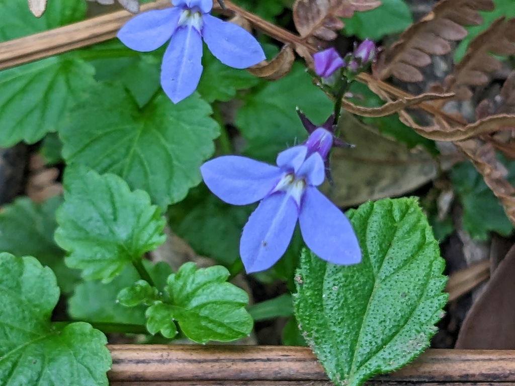 forest lobelia from Valla NSW 2448, Australia on November 27, 2023 at 06:34 PM by Nathanael ...