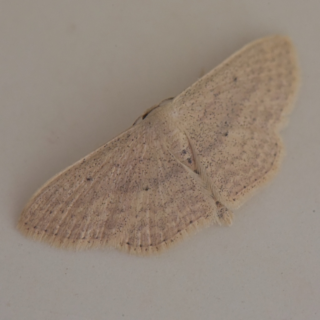 Scopula sublobata from Olivedale, Randburg, 2158, South Africa on ...