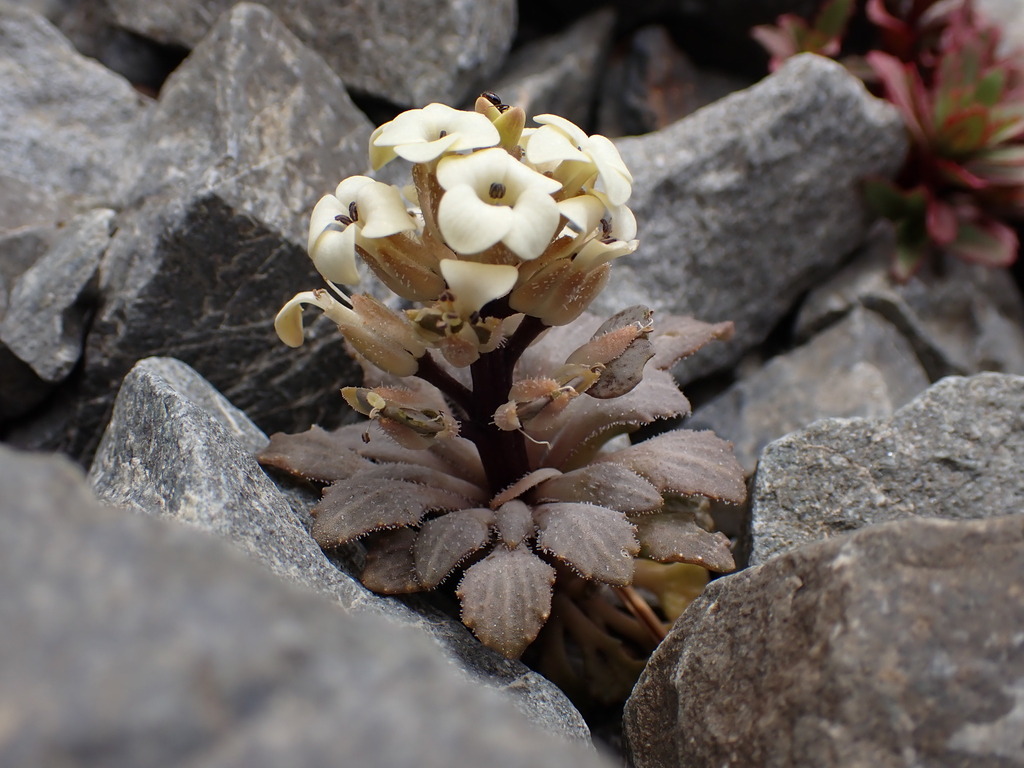 Penwiper from Selwyn District, Canterbury, New Zealand on December 9 ...