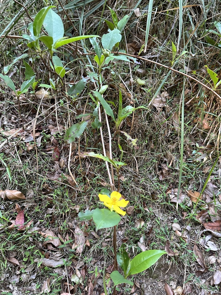 Climbing Guinea flower from Chandlers La, Wyong Creek, NSW, AU on December 11, 2023 at 06:56 PM ...